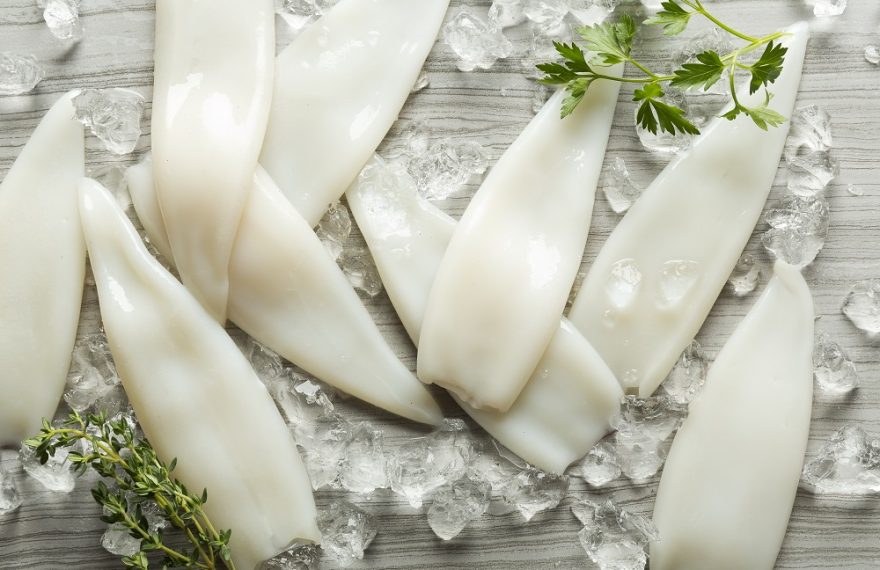 Calamari / Squid | Impex Universe